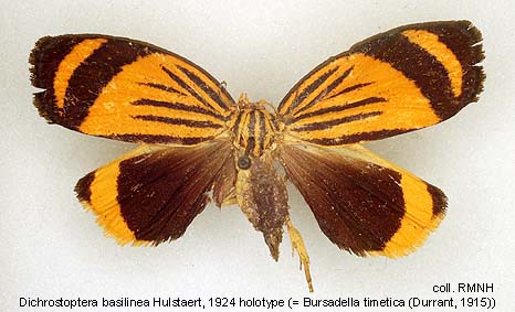 Papua Insects Foundation (Kelompok Entomologi Papua)